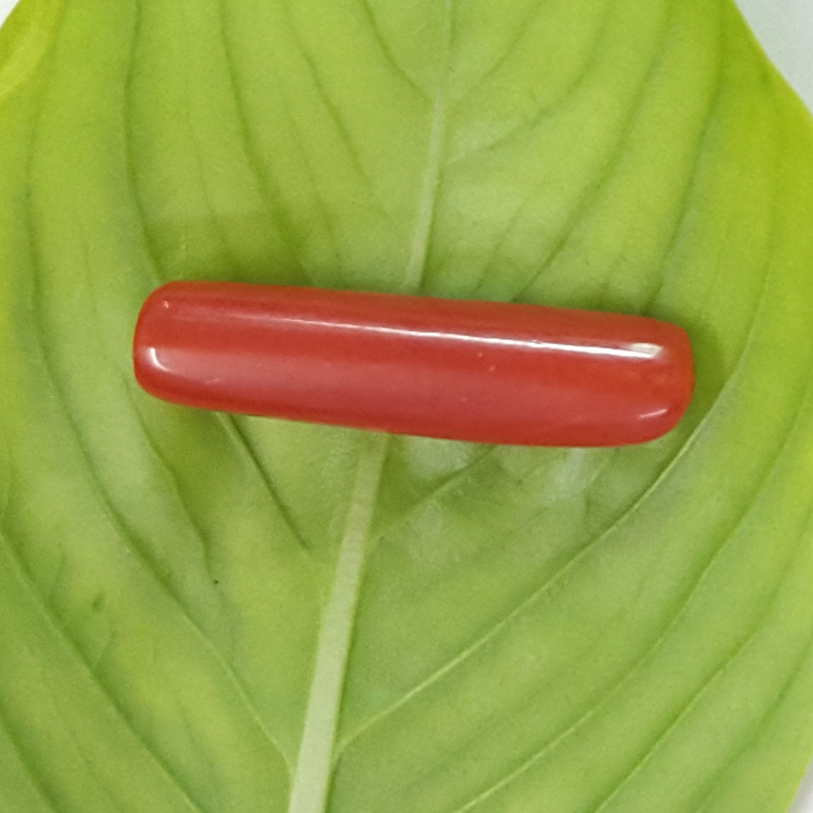 Moonga, Red coral – Gem Selections